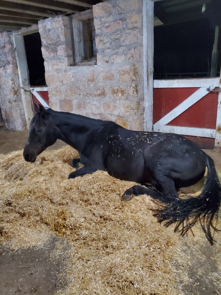 Superior Straw Bedding | Warrenville, IL | Galusha Farm