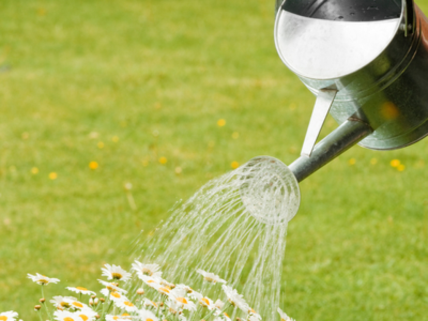 Superior Straw Mulch | Galusha Farm